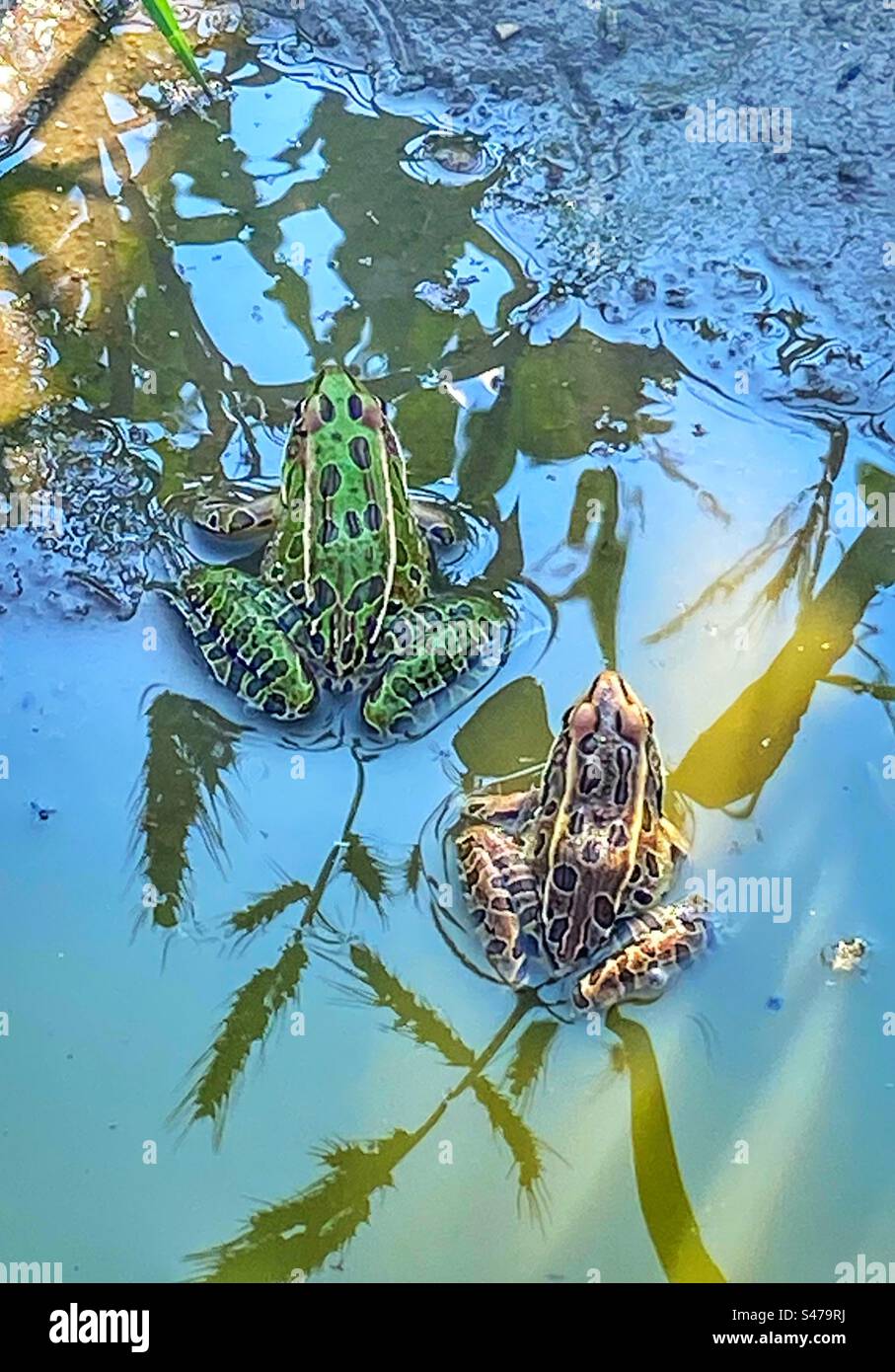 Two frogs sitting in dirty puddle water Stock Photo - Alamy