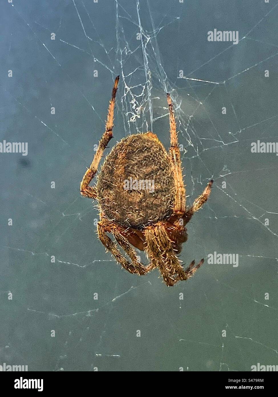 Scary, spider, hanging on spiderweb Stock Photo - Alamy