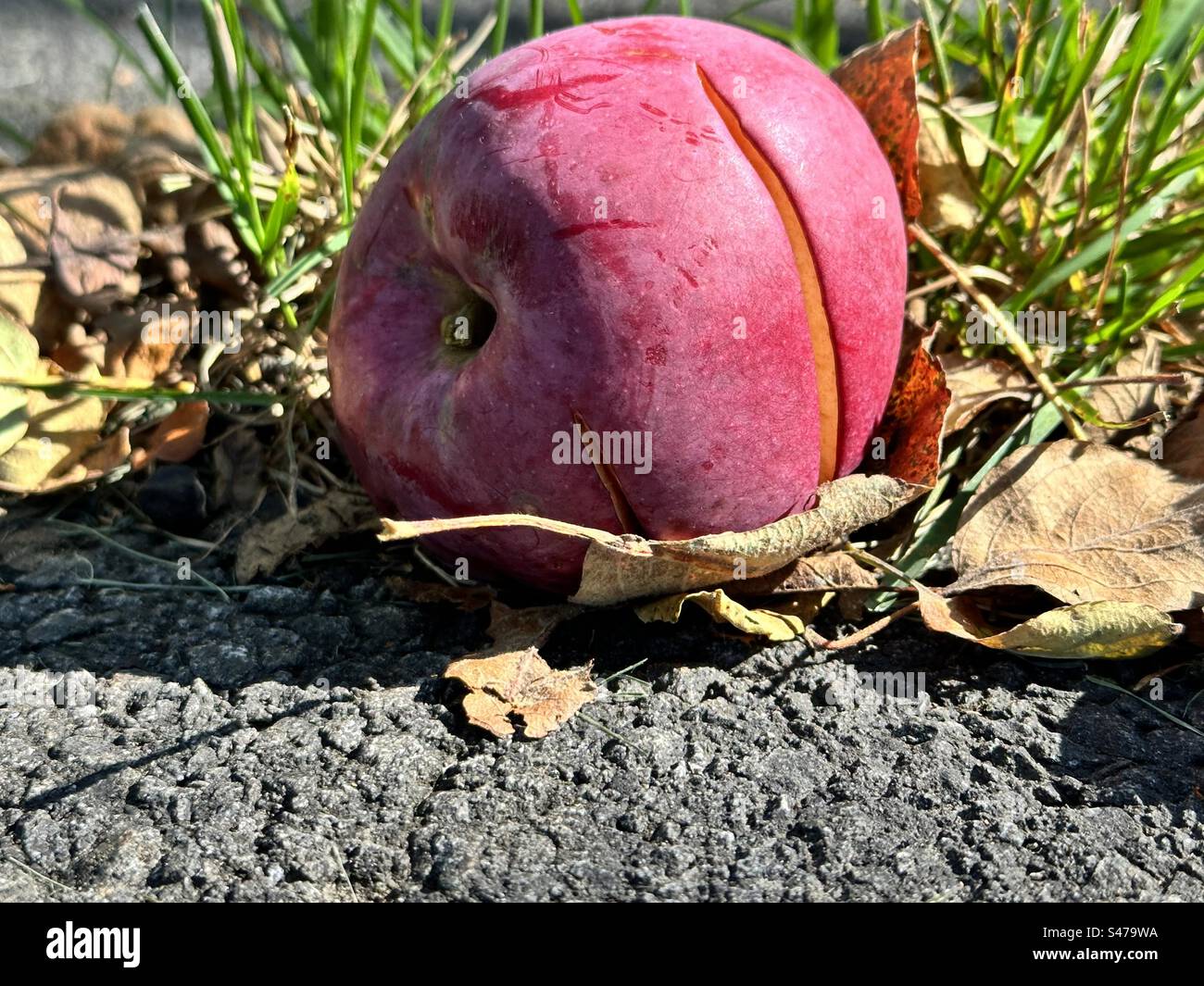 Red and bruised hi-res stock photography and images - Alamy
