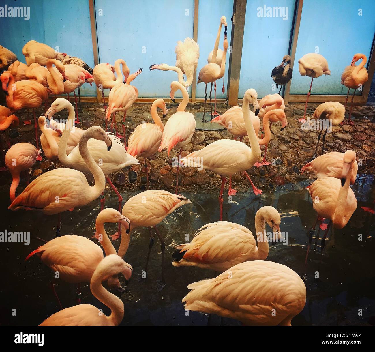 Odense zoo hi-res stock photography and images - Alamy