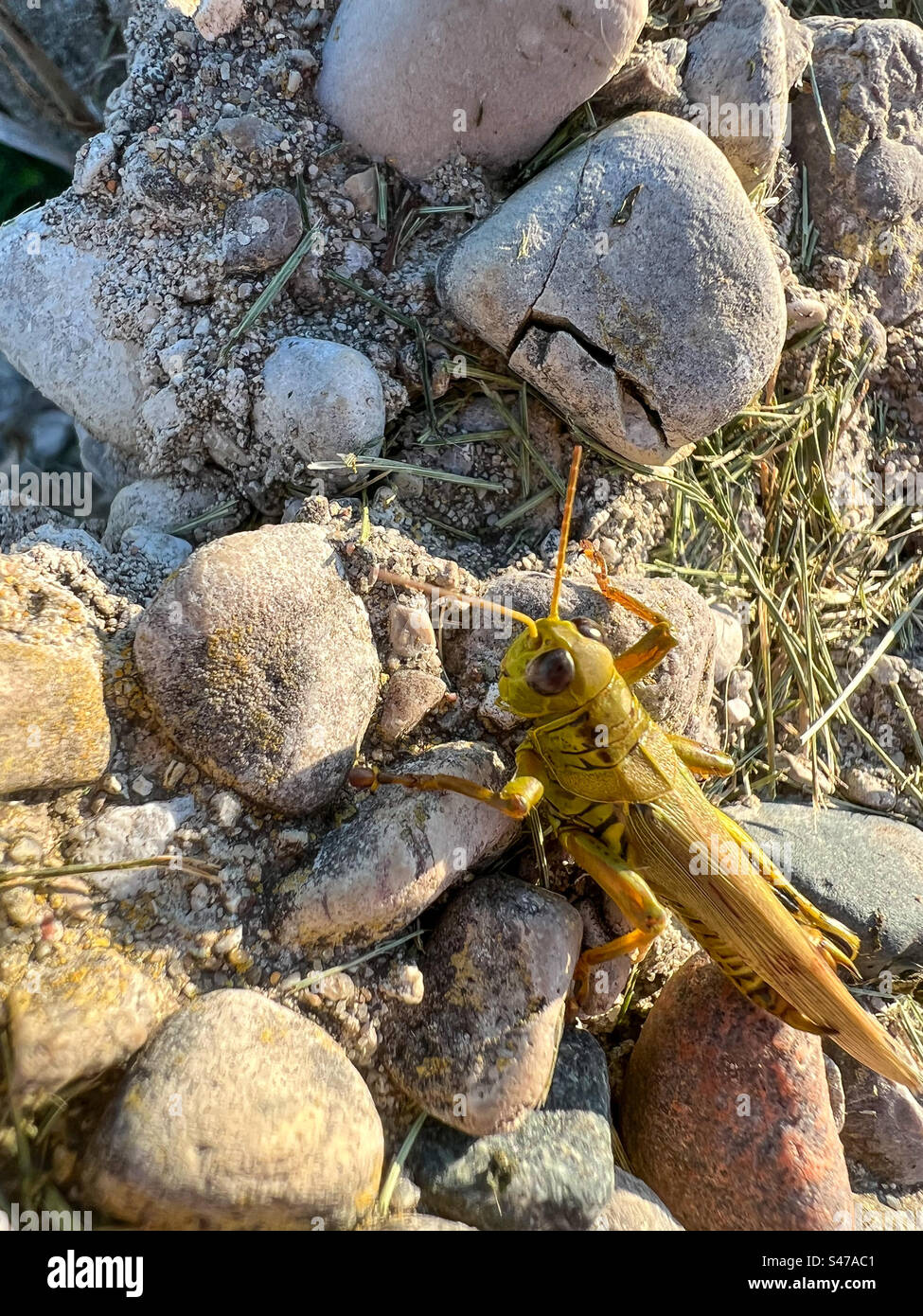 Grasshopper bug hi-res stock photography and images - Alamy