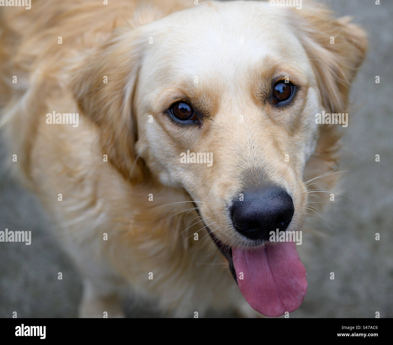 Happy dog golden retriever hi-res stock photography and images - Alamy