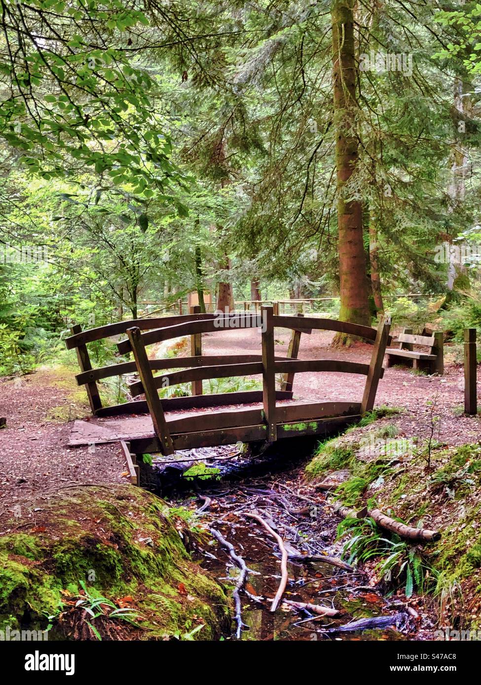 Tall trees trail hi-res stock photography and images - Alamy