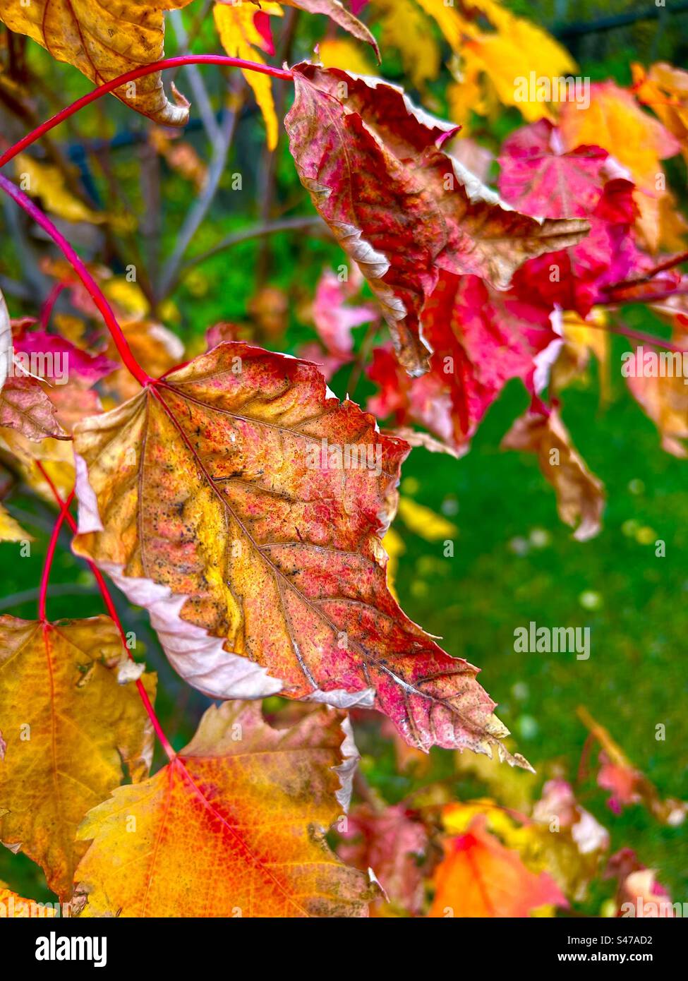 Northwood maple hi-res stock photography and images - Alamy