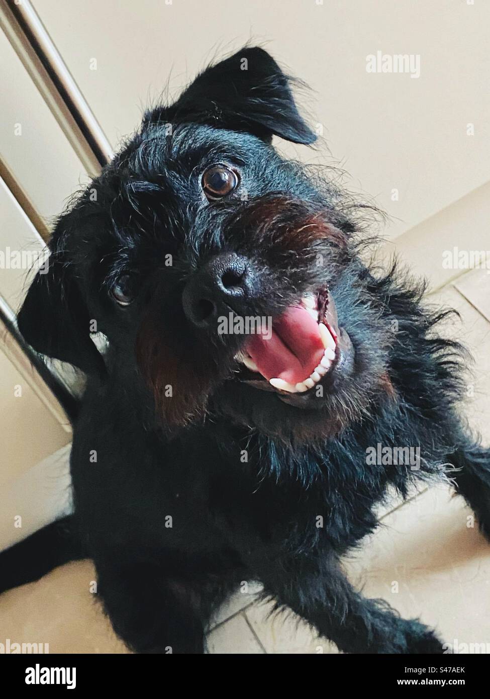 Happy doggy hi-res stock photography and images - Alamy