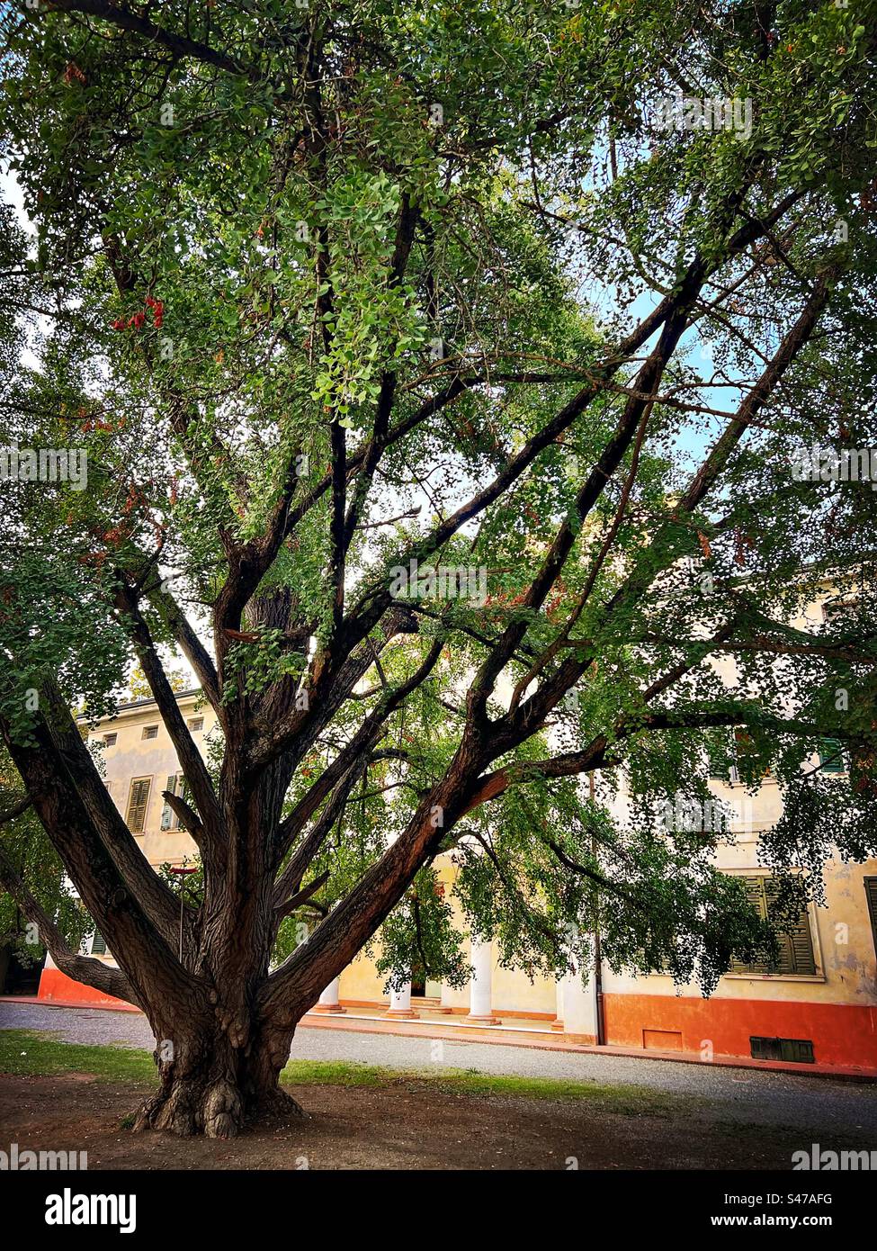 Ancient tree hi-res stock photography and images - Alamy
