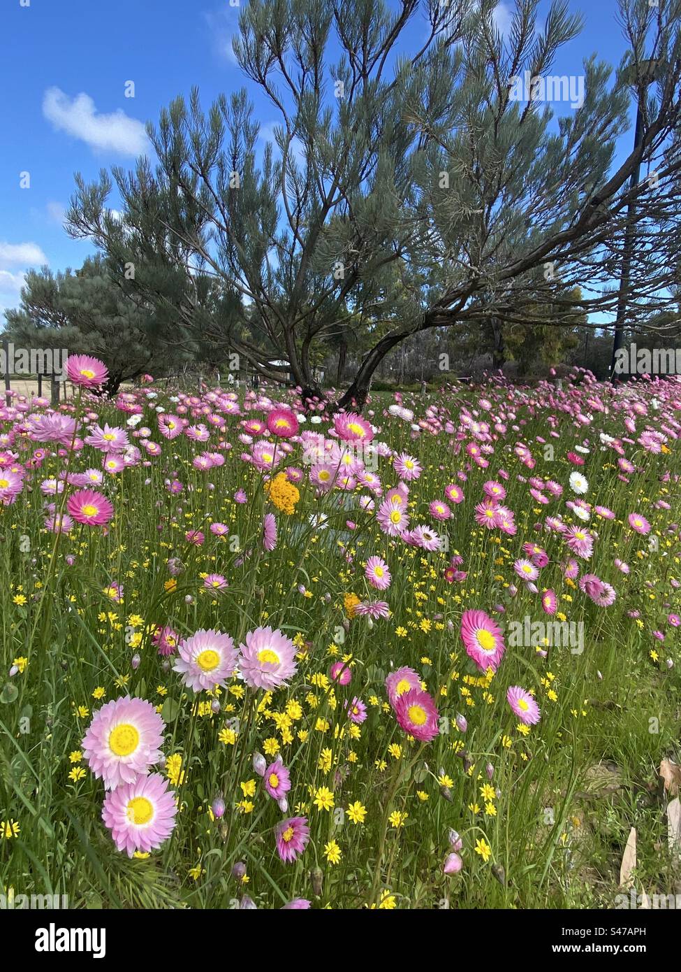 Australian spring hi-res stock photography and images - Alamy