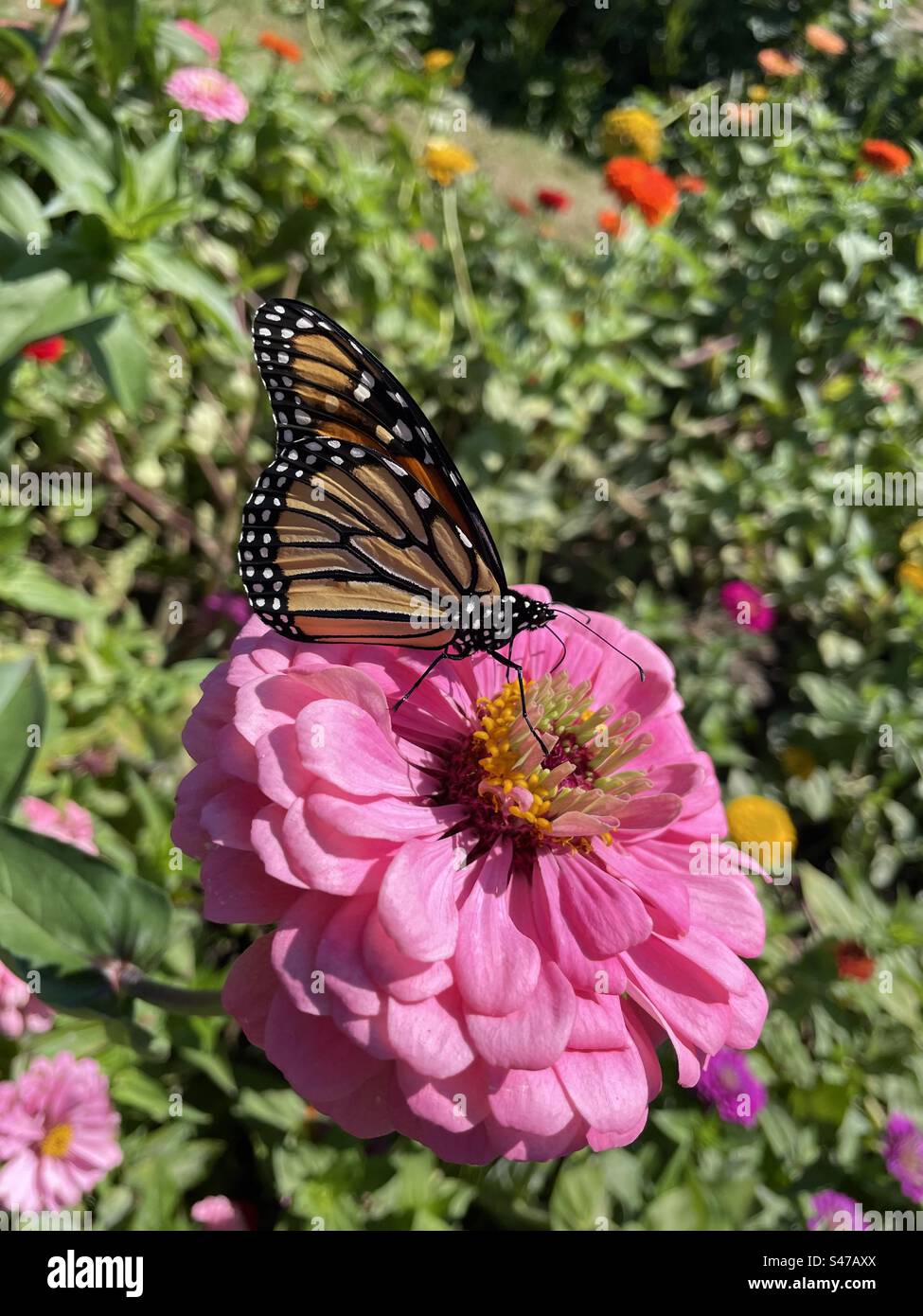 Mariposa mariposa hi-res stock photography and images - Alamy