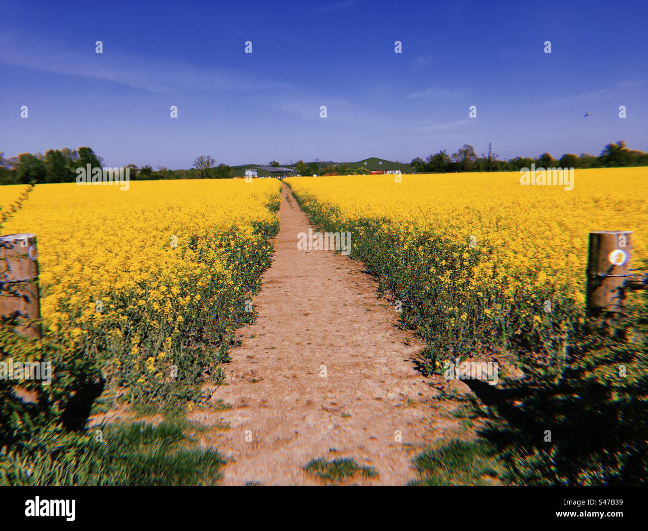 Rapeseed field uk hi-res stock photography and images - Alamy