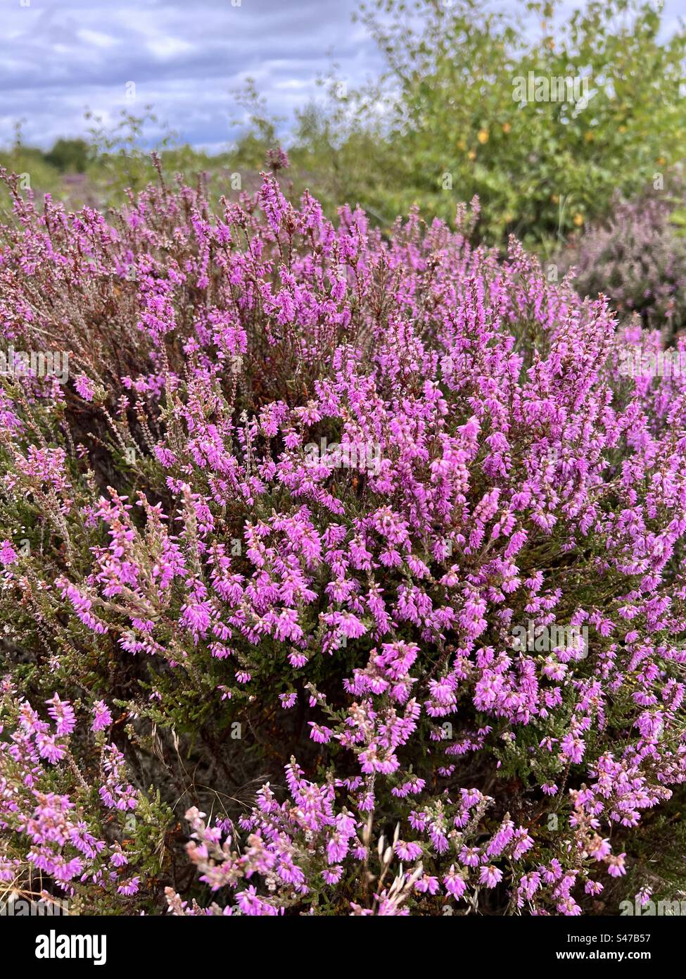 Heather flower hi-res stock photography and images - Alamy