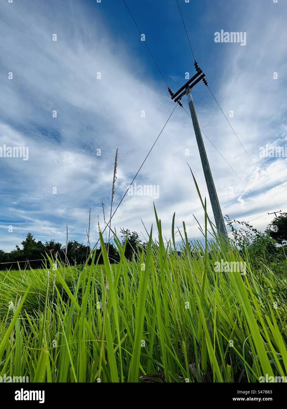 "The refreshing view of rice fields and green pastures under the clear ...