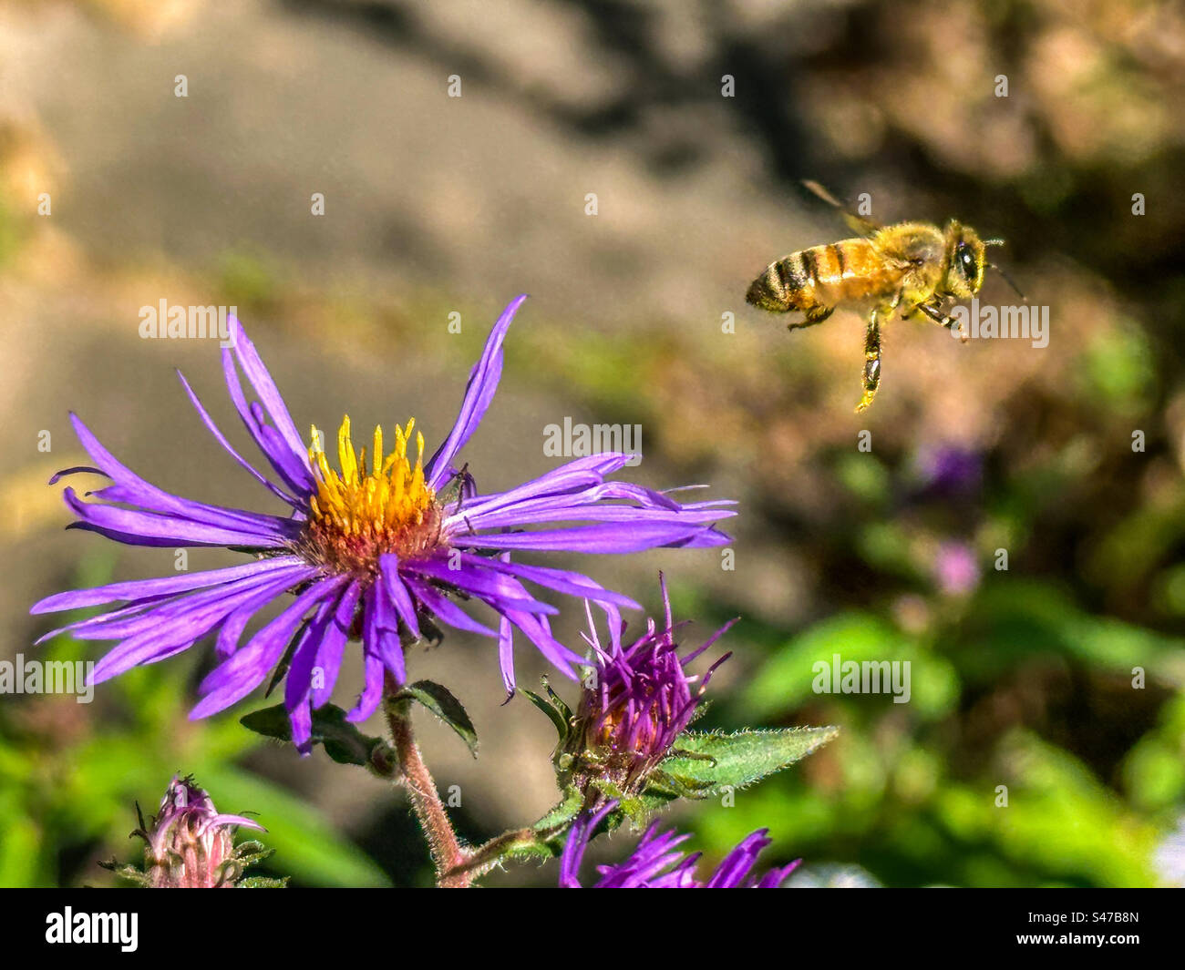 Bee in flight Stock Photo - Alamy