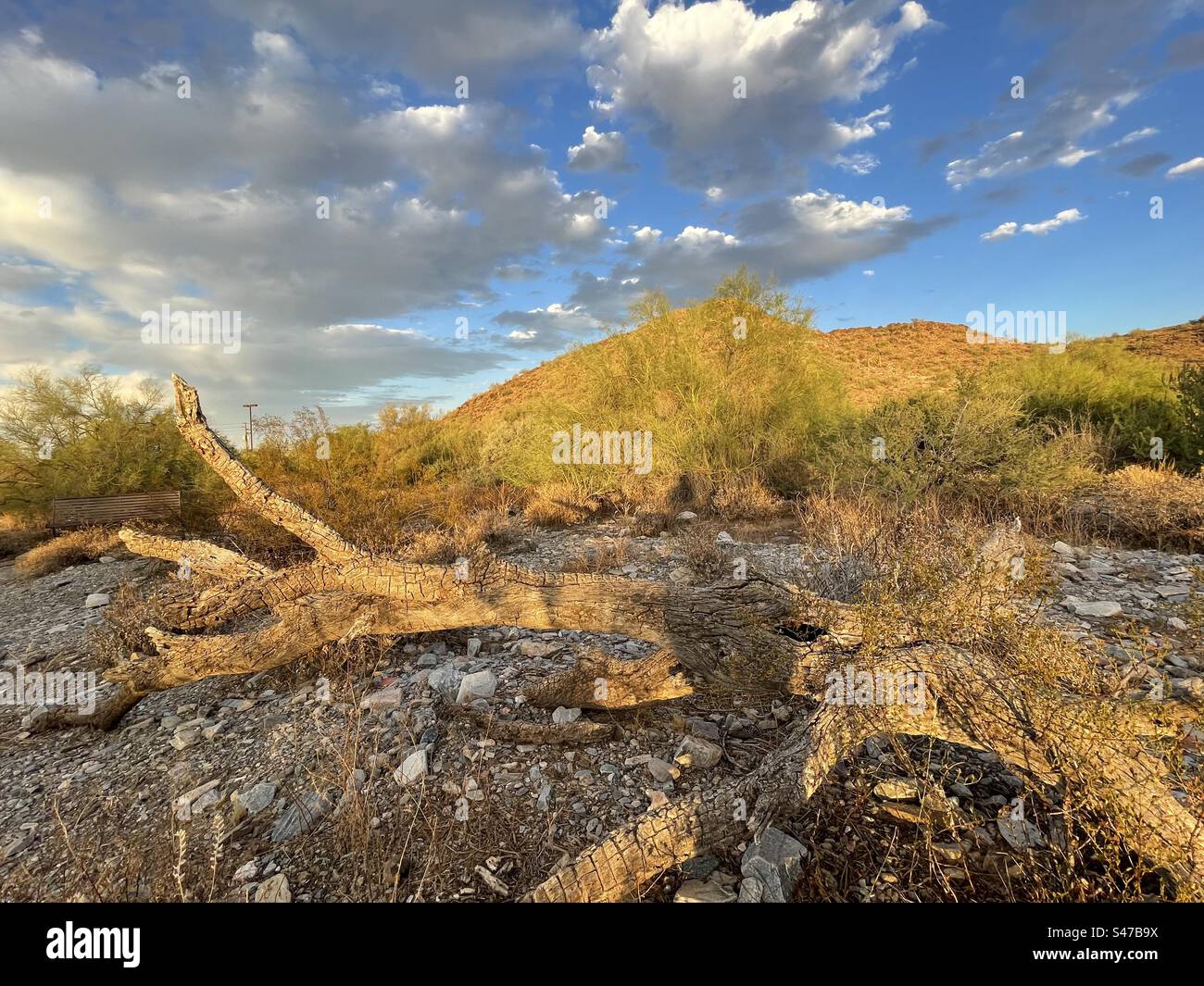 Driftwood in the wash hi-res stock photography and images - Alamy
