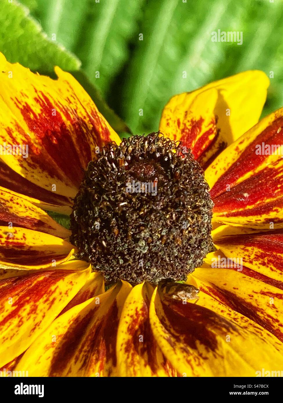 Flower markings hi-res stock photography and images - Alamy