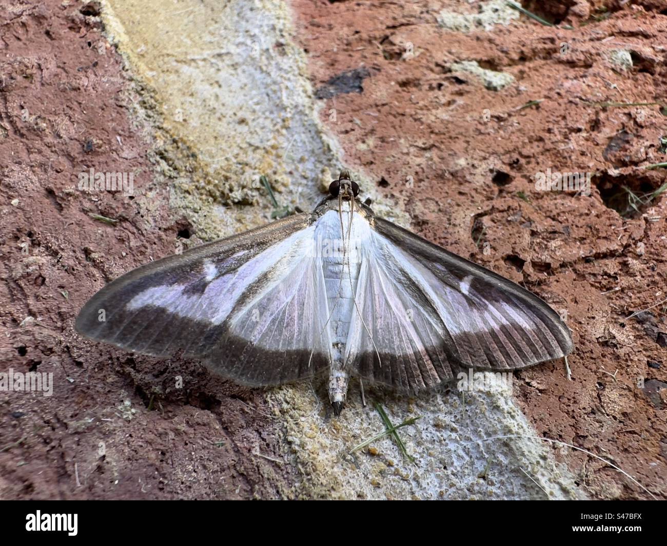 U k moth hi-res stock photography and images - Alamy