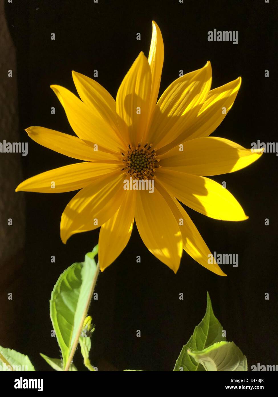 Yellow blooming topinambur plant. Helianthus tuberosust Stock Photo - Alamy