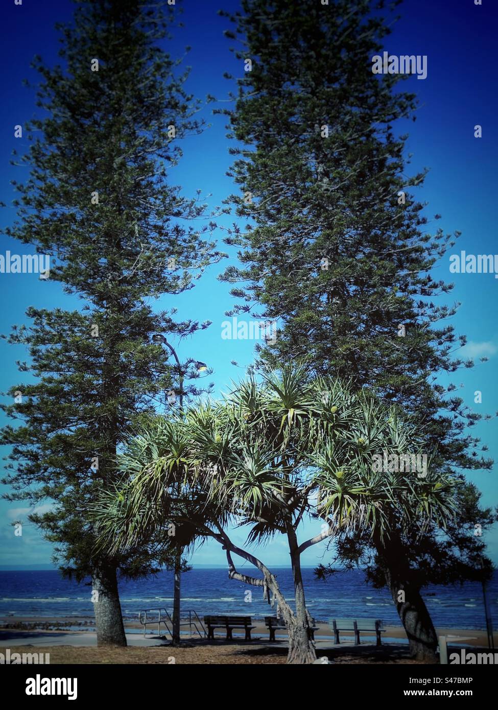 Line of trees at beach hi-res stock photography and images - Alamy