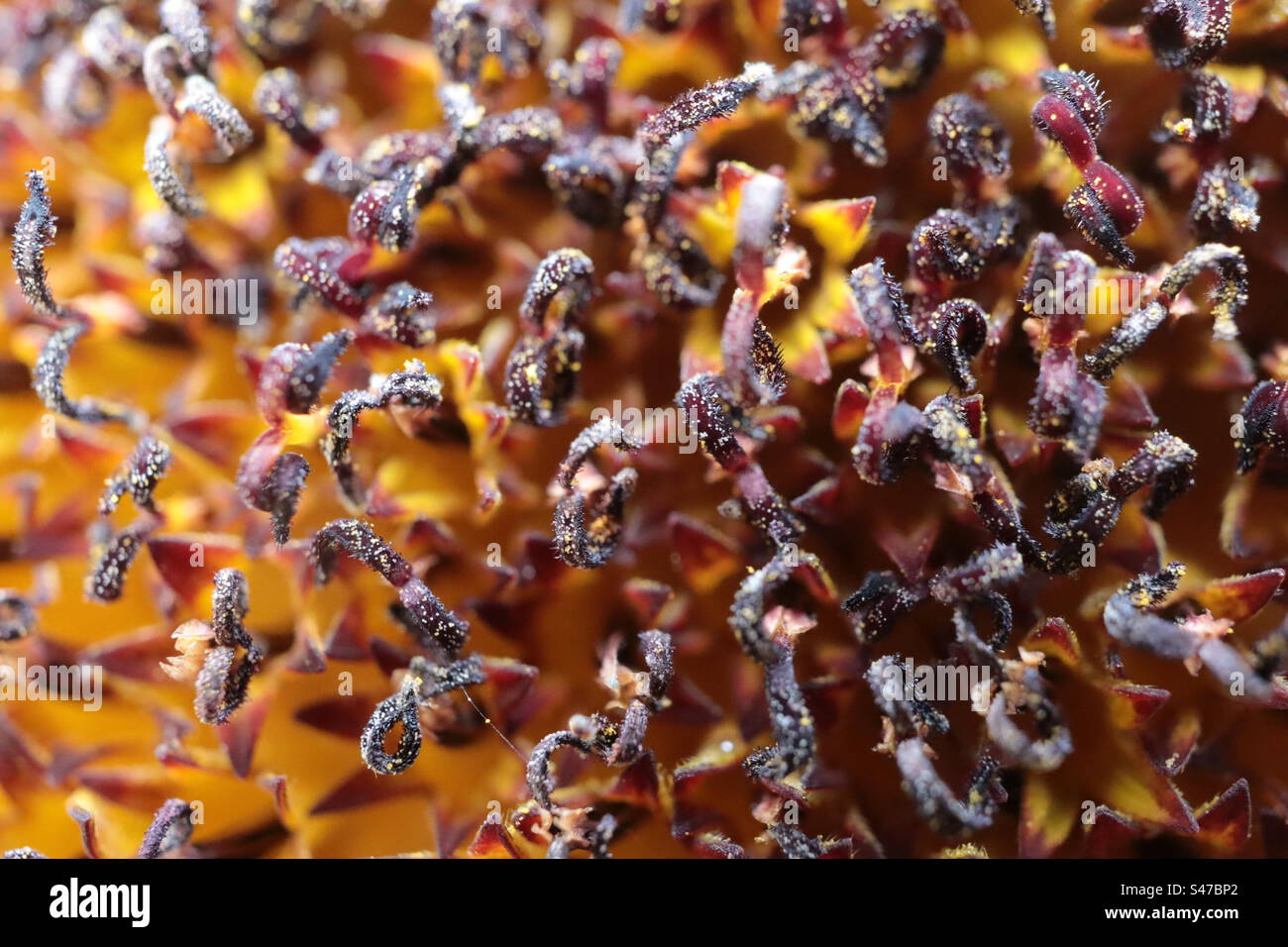 Sunflower head and seeds hi-res stock photography and images - Alamy