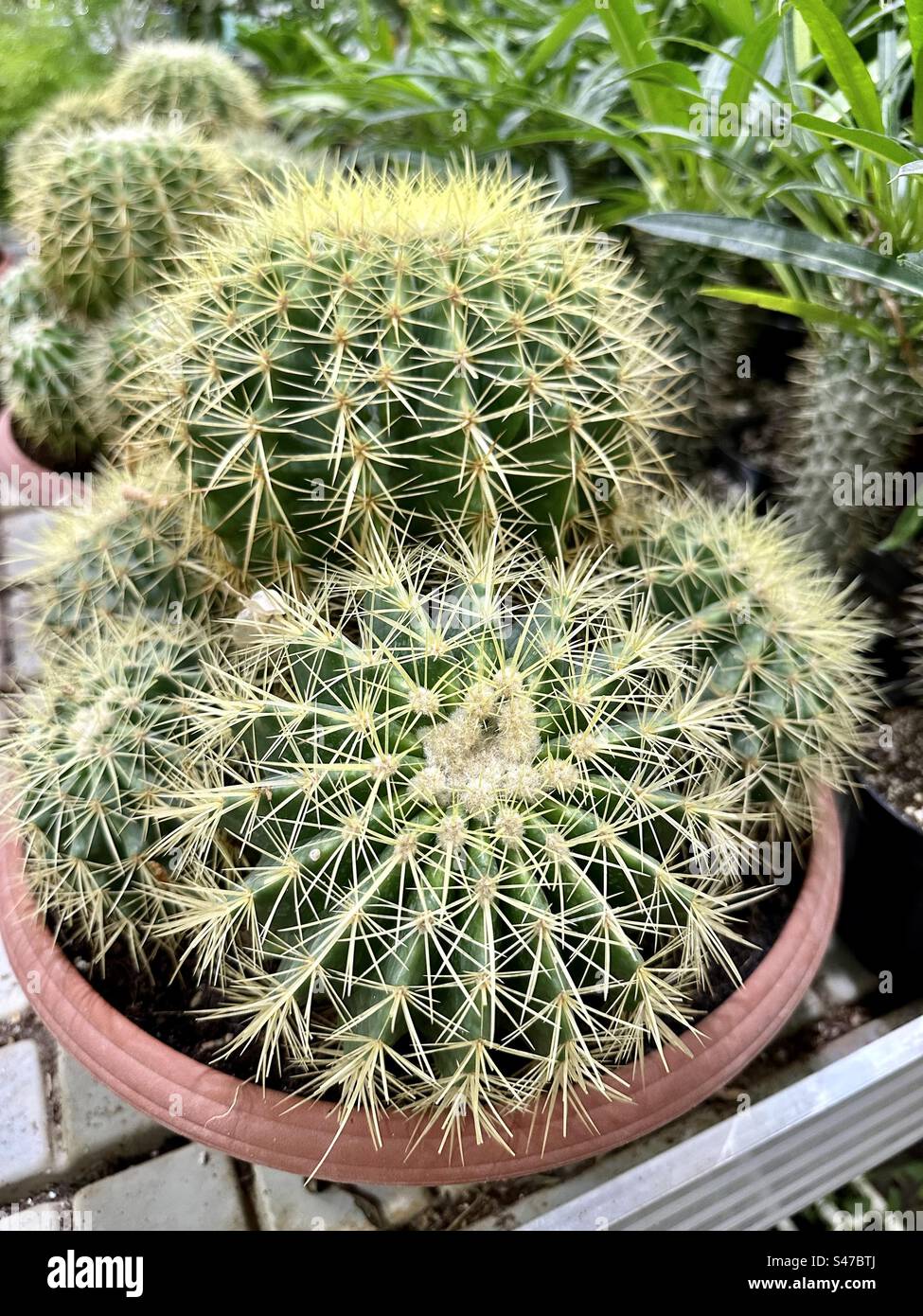 Cactus family plant hi-res stock photography and images - Alamy