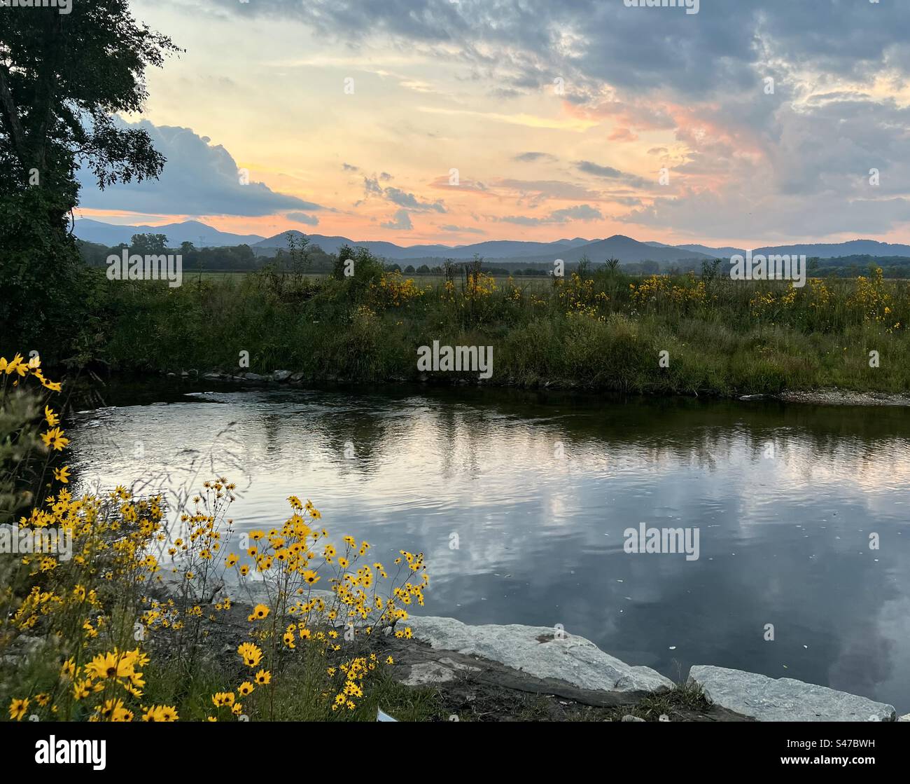 Beautiful river with blue ridge mountain backdrop and yellow flowers ...