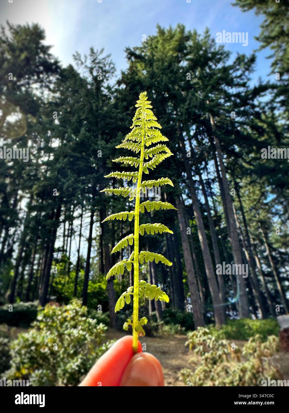 Fern like leaf shape hi-res stock photography and images - Alamy