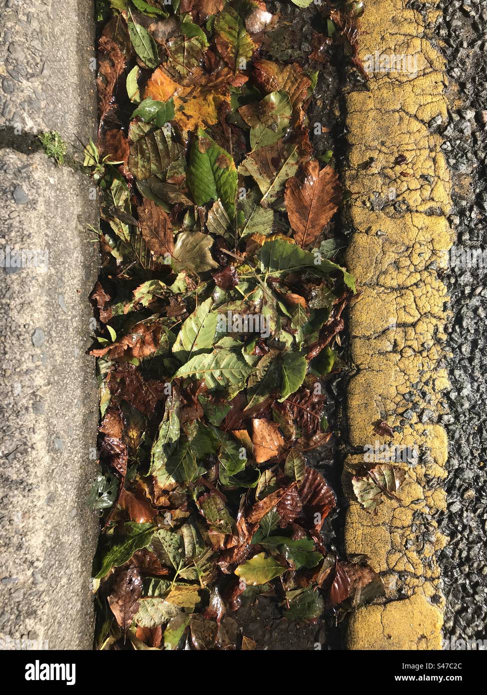 Autumn leaves in road gutter between road and pavement Stock Photo - Alamy