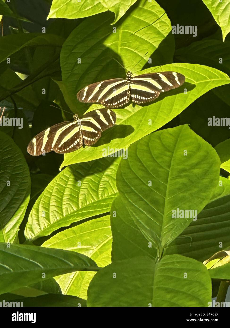 Calgary alberta zoo hi-res stock photography and images - Alamy