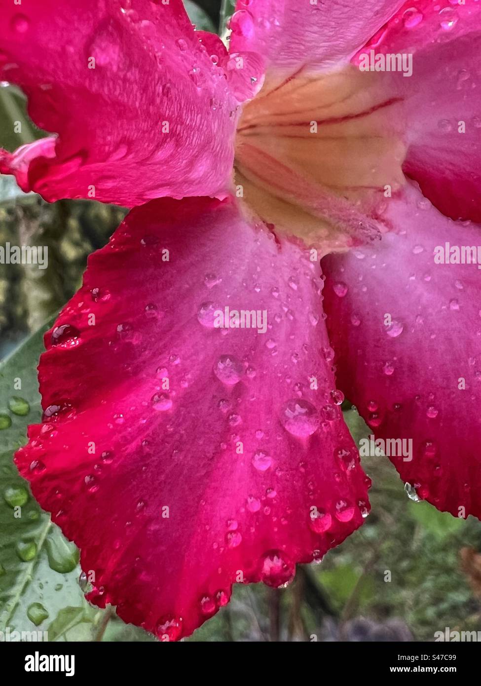 Rain garden flowers hi-res stock photography and images - Alamy