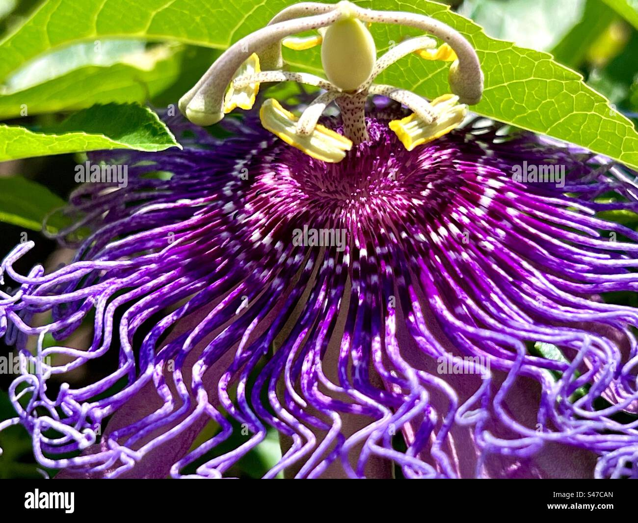Purple maypop hi-res stock photography and images - Alamy