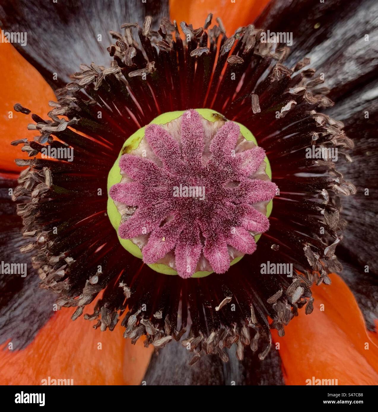 Centre of a poppy hi-res stock photography and images - Alamy