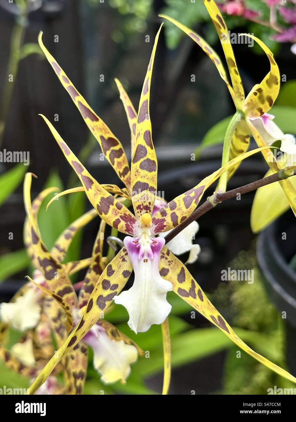 Tiger orchid flower hi-res stock photography and images - Alamy