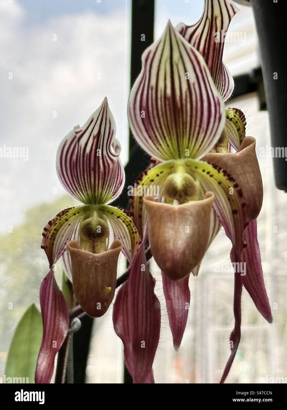 Fly orchids hi-res stock photography and images - Alamy