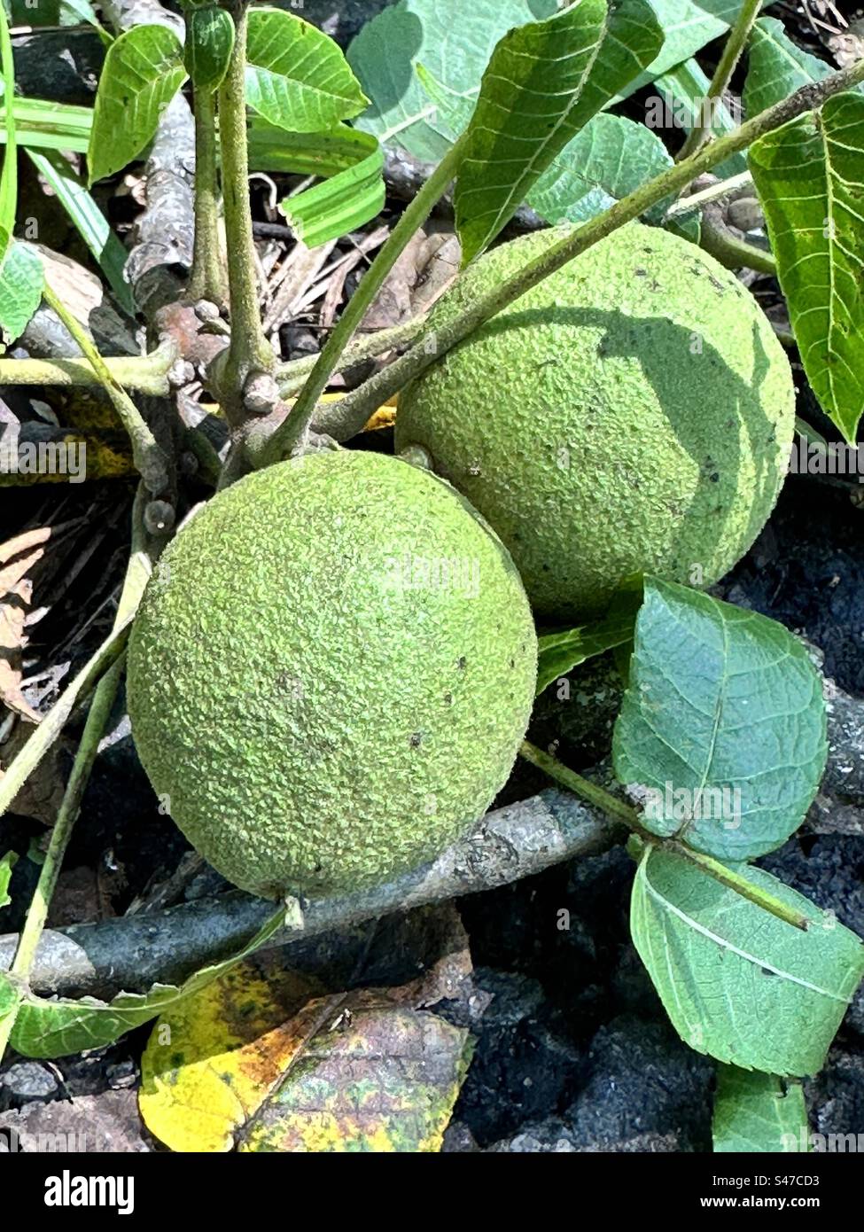 Round nuts hi-res stock photography and images - Alamy