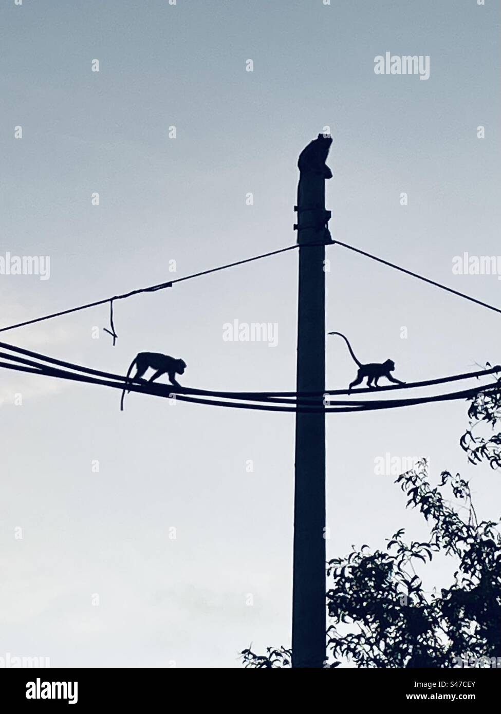 Animals on electric poles hi-res stock photography and images - Alamy