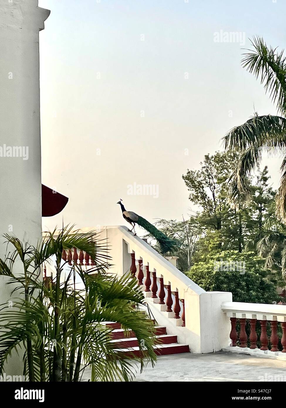 Peacock watching hi-res stock photography and images - Alamy