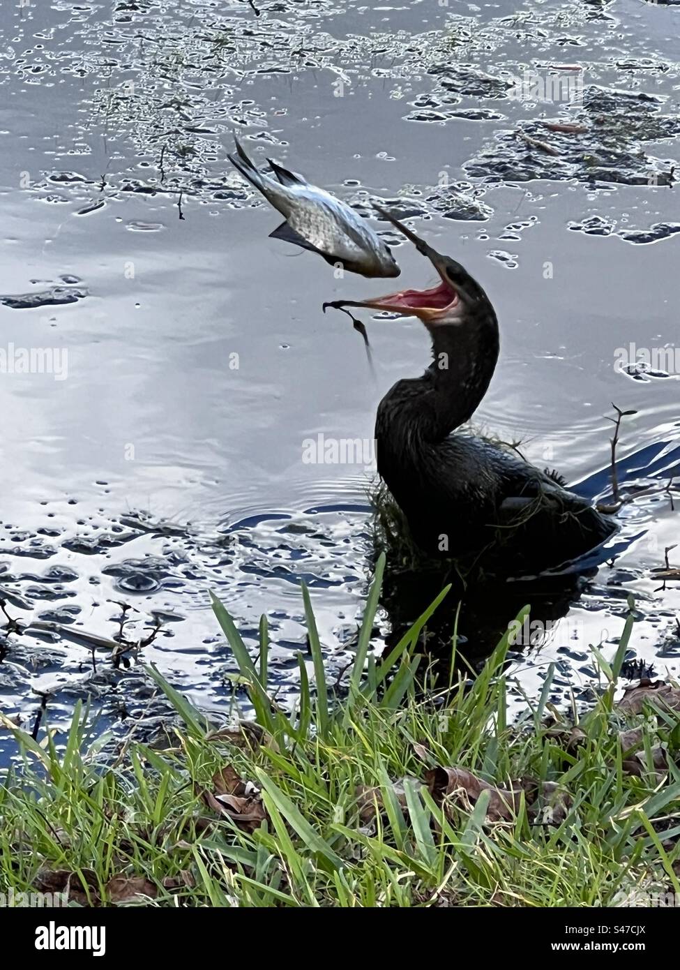Bird swallow fish hi-res stock photography and images - Alamy