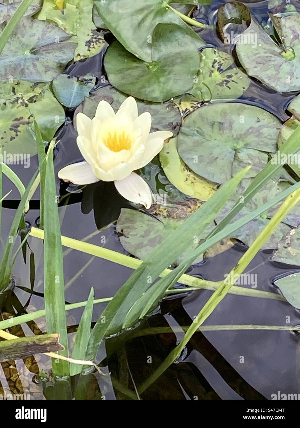 Lily pads and blooms hi-res stock photography and images - Alamy
