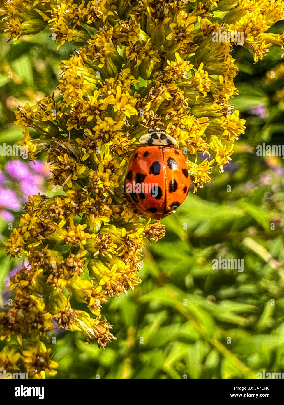 Golden lady bug hi-res stock photography and images - Alamy
