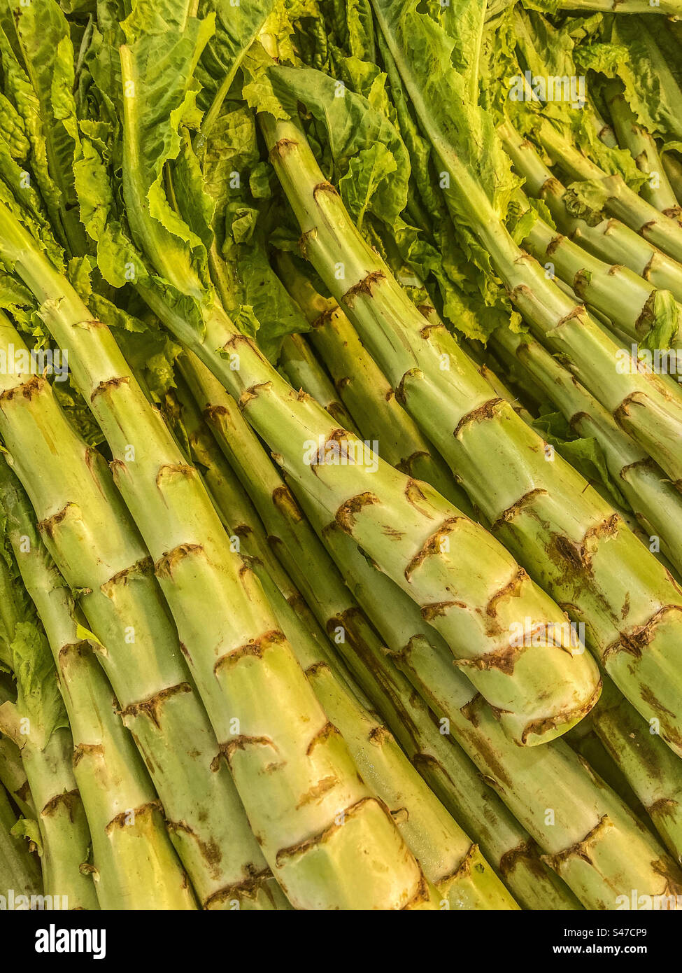 Aa choy hi-res stock photography and images - Alamy