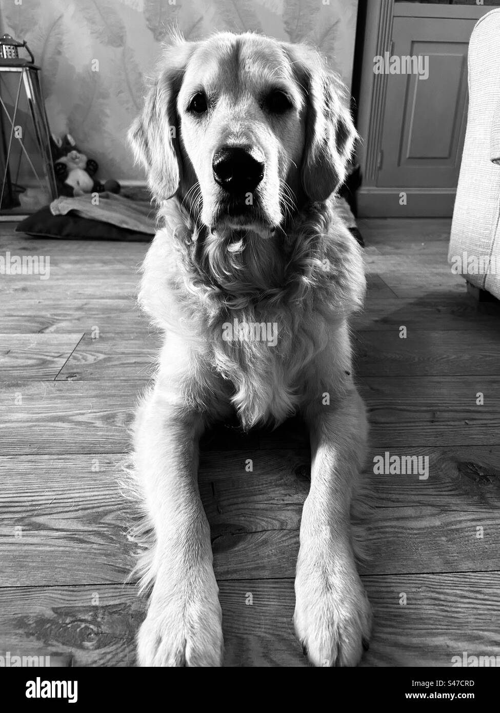 Most handsome dog Black and White Stock Photos & Images - Alamy