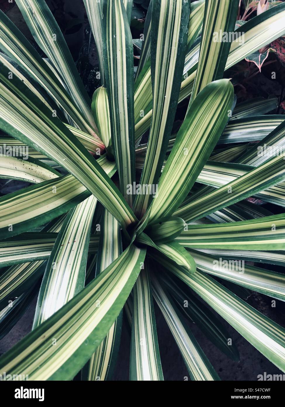 Hues of green hi-res stock photography and images - Alamy