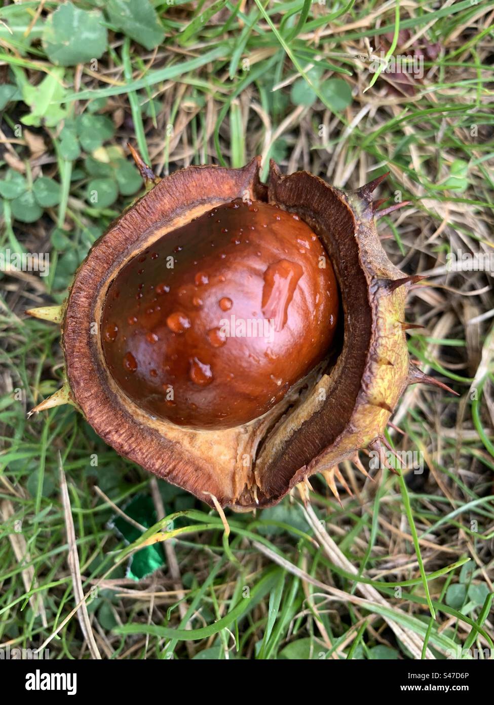 Conker in shell hi-res stock photography and images - Alamy