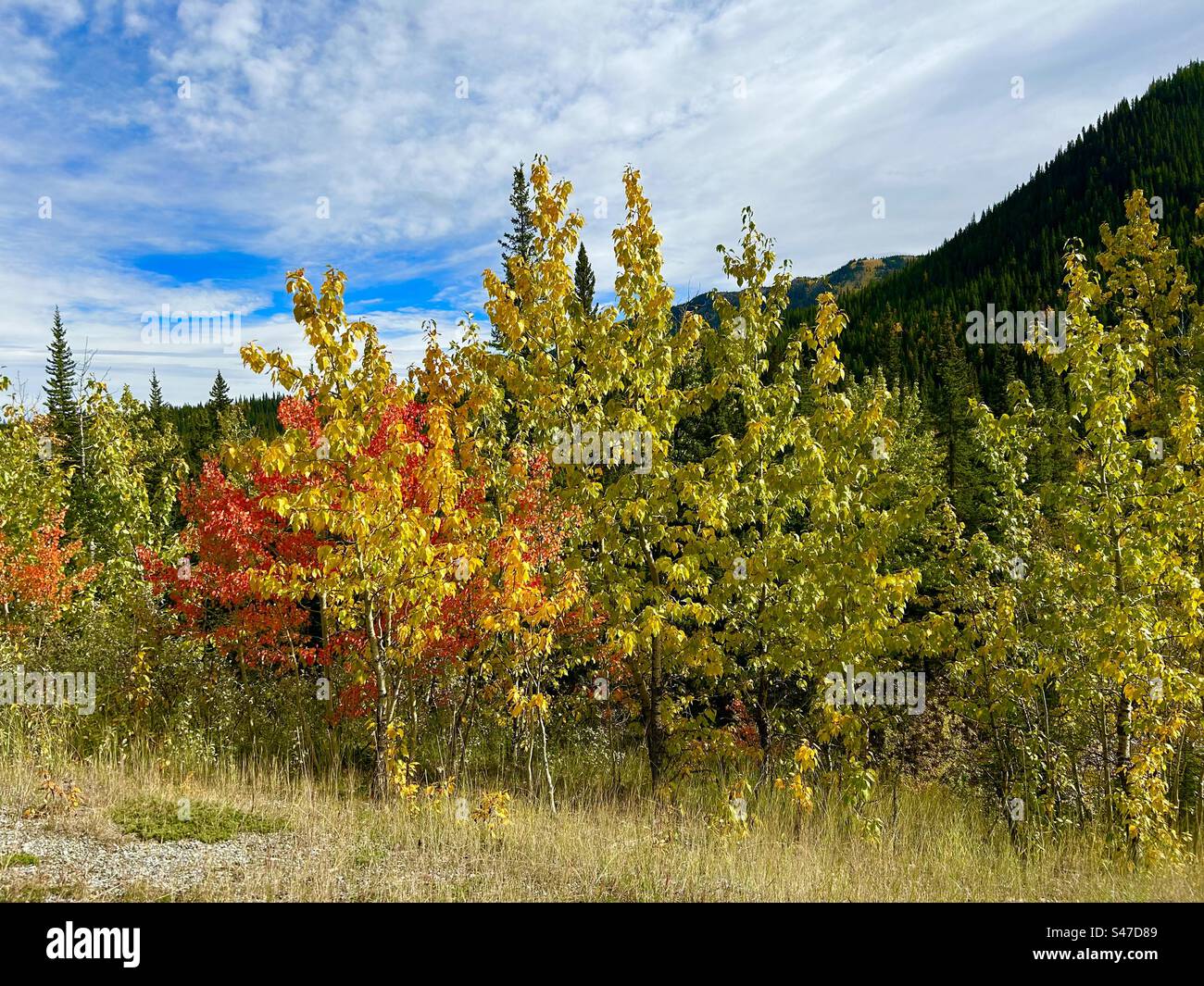 Autumn in Alberta,Canada, Kananaskis Country, along #66, season, fall ...