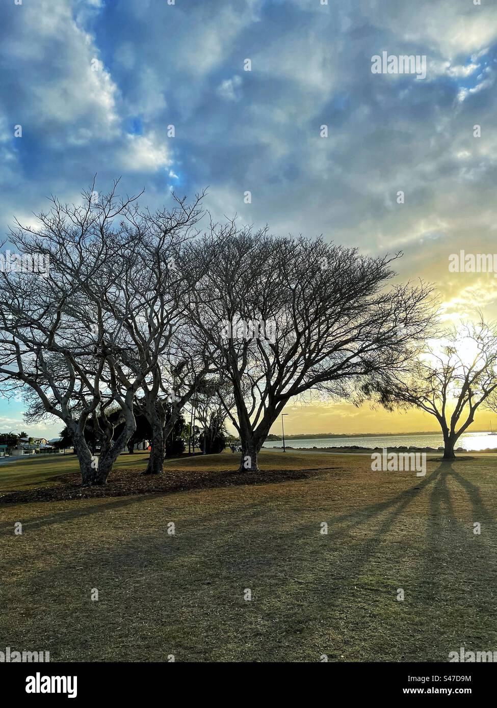 Park trees long grass hi-res stock photography and images - Alamy
