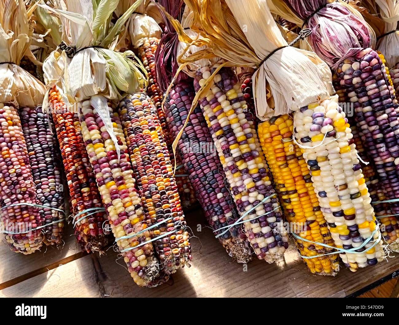 Maize bundles for sale at a farm in New England, 2023, USA Stock Photo ...