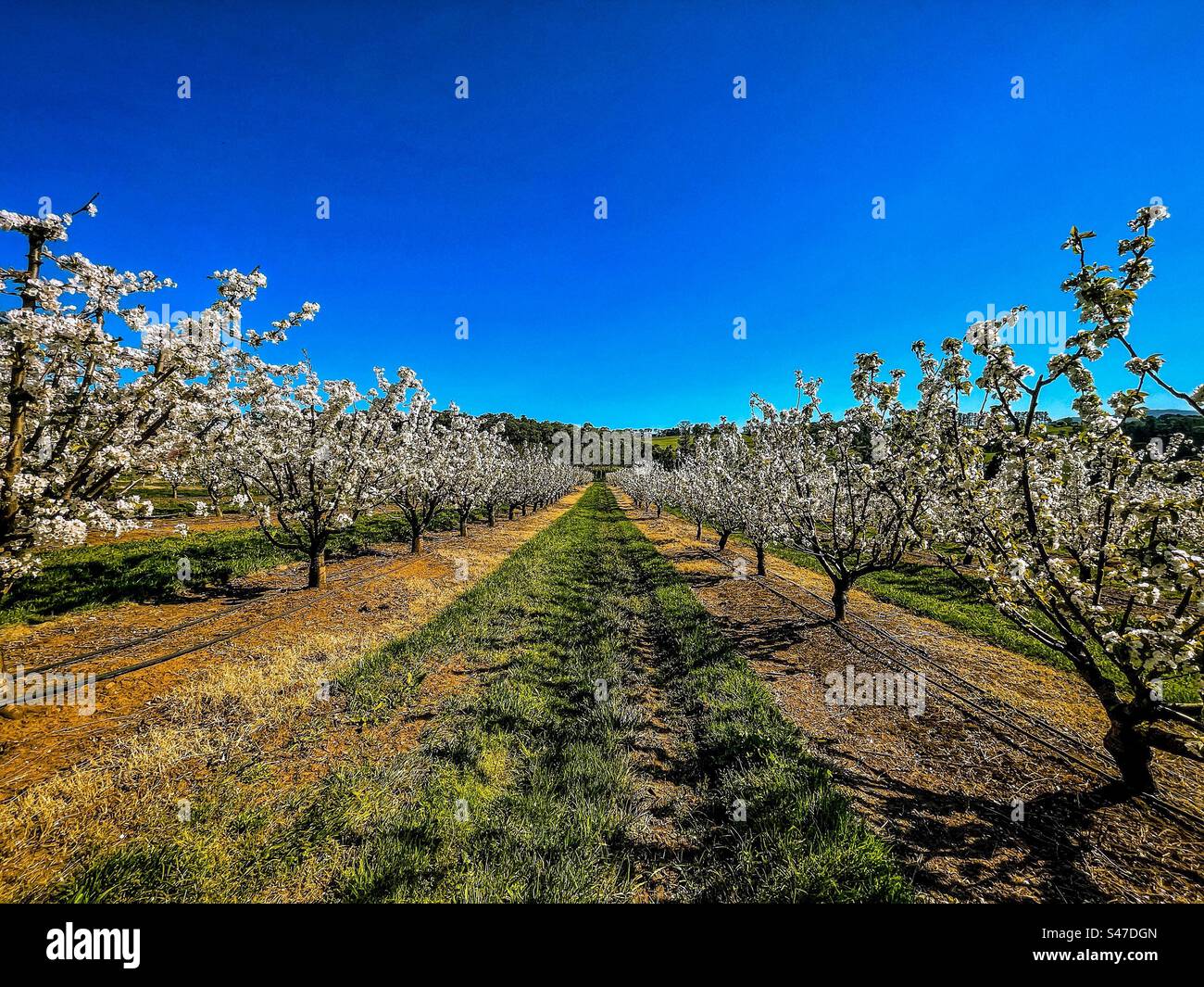 Scenic shot of cherry trees in bloom in an orchard against clear blue ...
