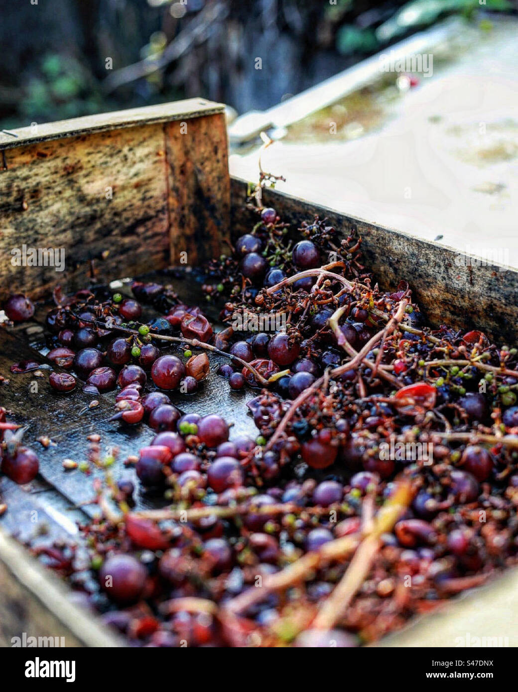 Fresh red grapes ready to eat Stock Photo - Alamy