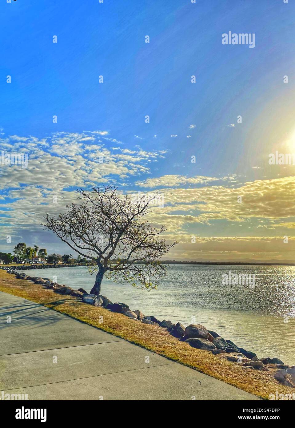 Tree growing beside water hi-res stock photography and images - Alamy