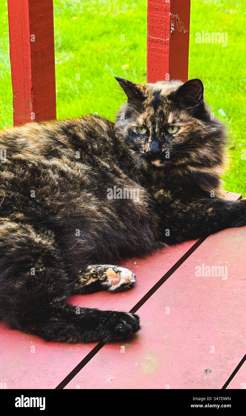 Long haired cat outdoors hi-res stock photography and images - Alamy