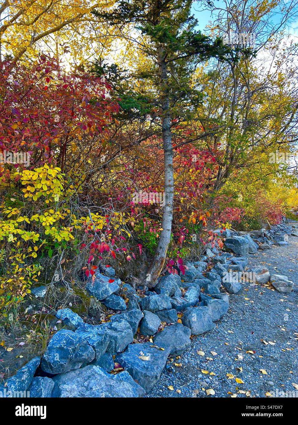 Autumn in Alberta, Canada, Bowness Park, Calgary Stock Photo - Alamy
